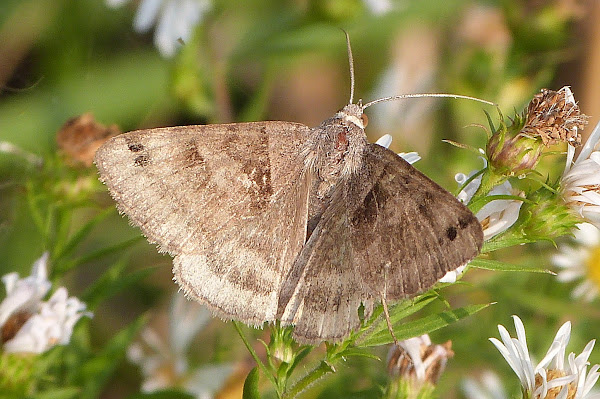 Clover Looper Moth | Project Noah