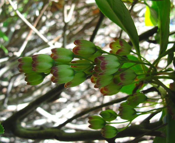 Unknown Shrub | Project Noah