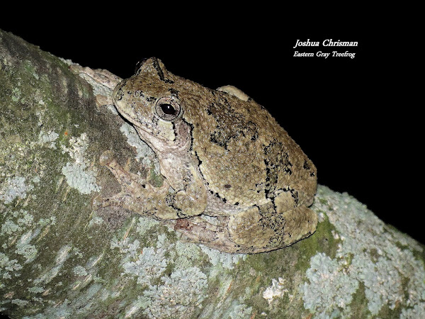 Eastern Gray Treefrog (Different Color Variations Included) | Project Noah