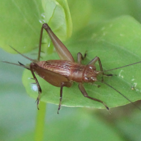 Cricket | Project Noah