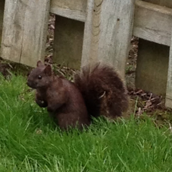 Eastern Gray Squirrel | Project Noah