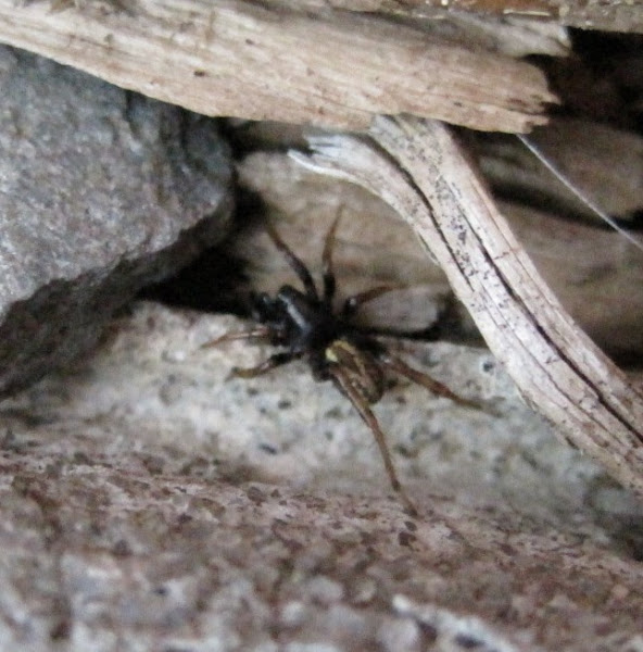 Wolf Spider | Project Noah