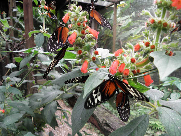 Hecale longwing | Project Noah