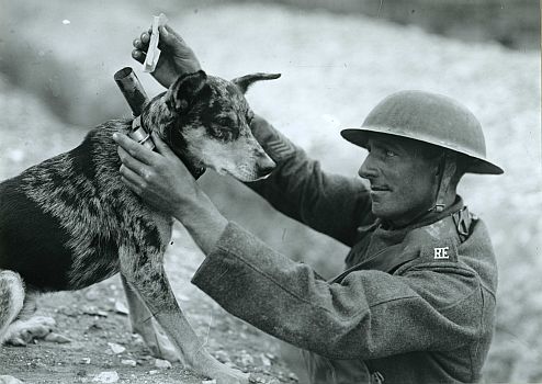 Remember animals who served also, bishop urges: The Church of England ...