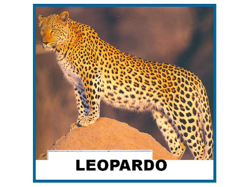 LEOPARDO - FICHAS PARA NIÑOS