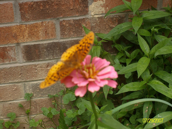 Great Spangled Fritillary | Project Noah