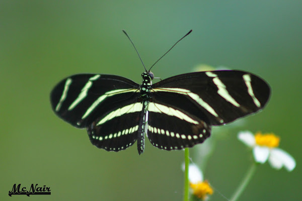 Zebra Longwing Butterfly | Project Noah