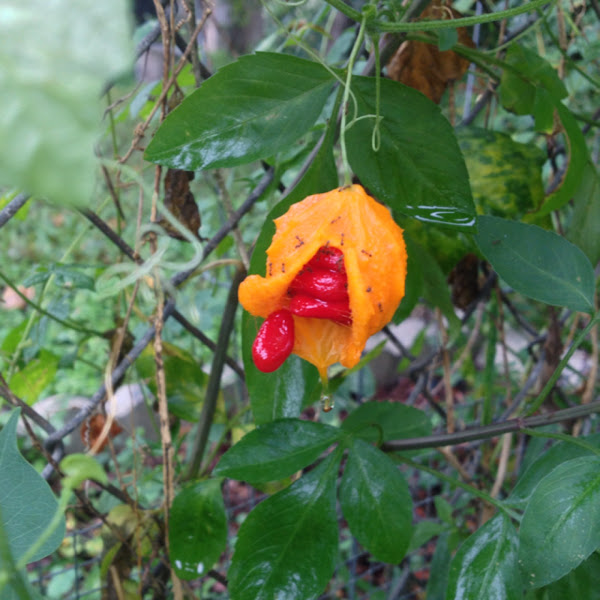 Bitter Melon | Project Noah