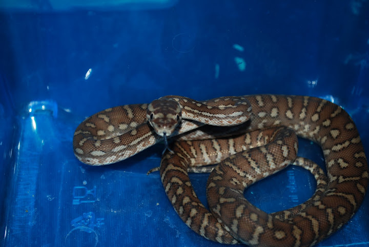 the carpet python thread!! | Page 8 | Reptile Forums