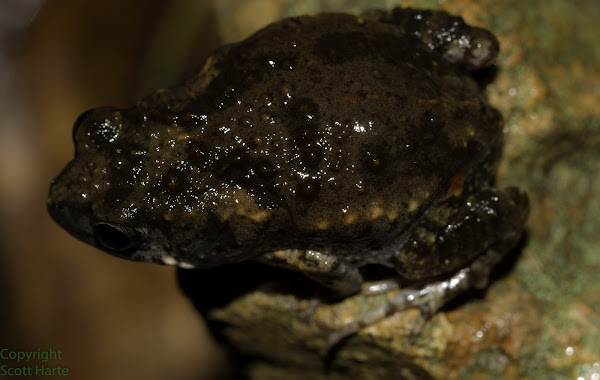 Mimicking Toadlet | Project Noah