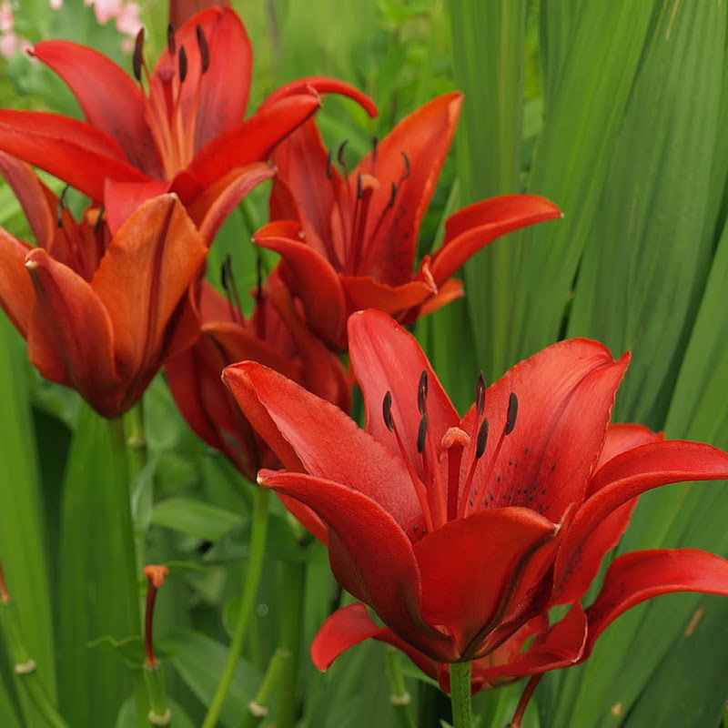 ϔϔϔ --- Sunday Flora Show - July 18th -- ϔϔϔ: Olympus SLR Talk Forum: Digital Photography Review