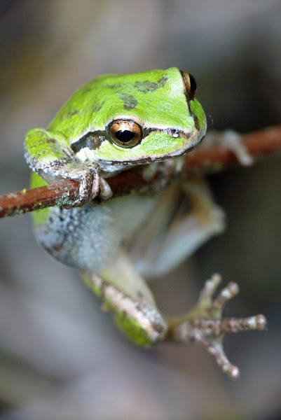 Pacific Tree Frog | Project Noah