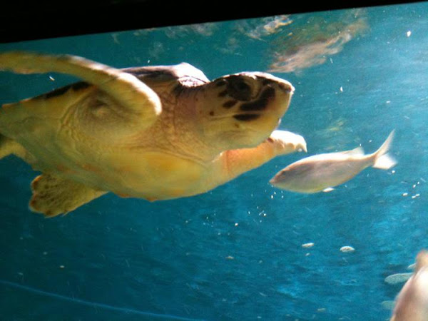 Loggerhead Sea Turtle | Project Noah