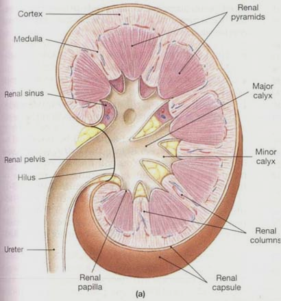 raymond davis blog: ducts of bellini