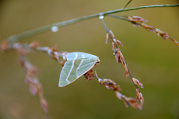 Light Emerald | Project Noah