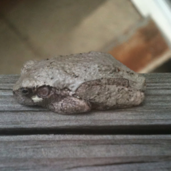 Gray Treefrog or Cope's Gray Treefrog | Project Noah