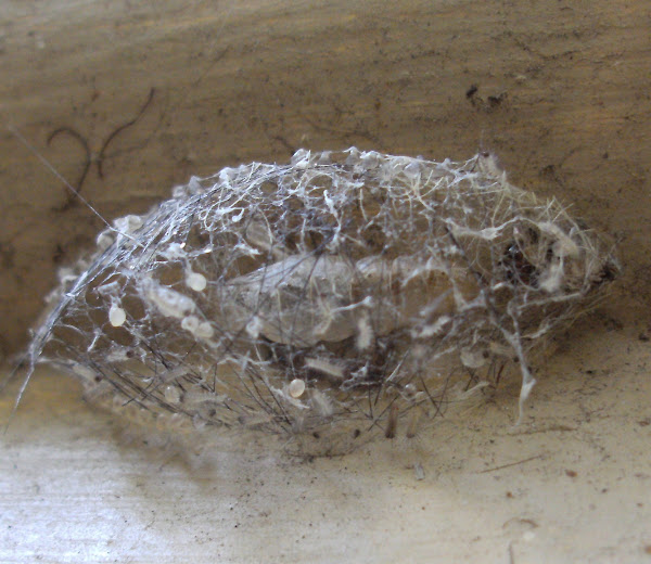 Lichen Moth Cocoon -Part 2 | Project Noah
