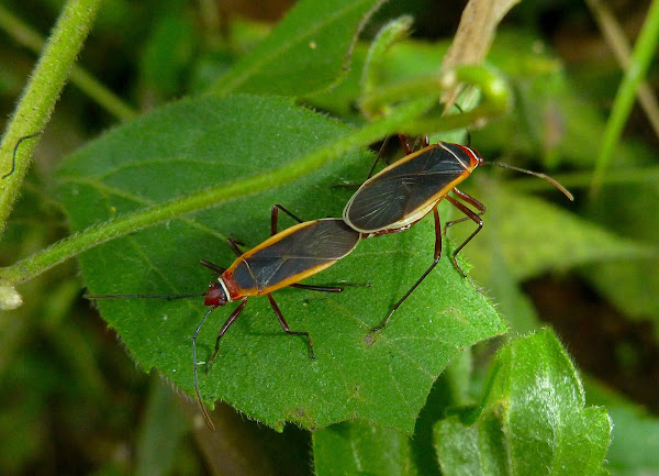 Red Bugs Mating | Project Noah