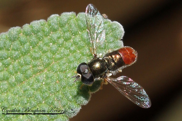Hoverfly | Project Noah