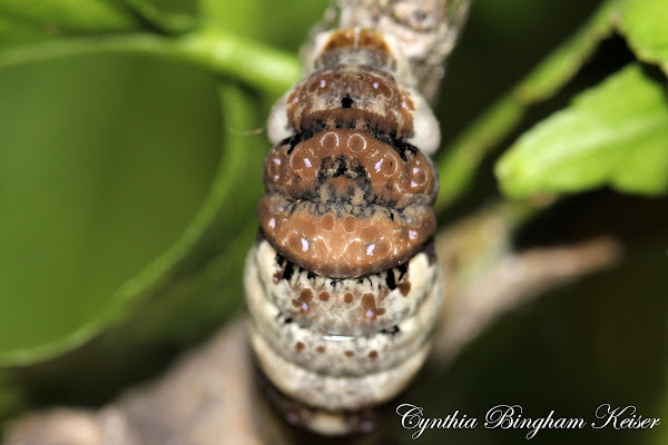 Eastern Giant Swallowtail Caterpillar (Pre-pupal stage) | Project Noah