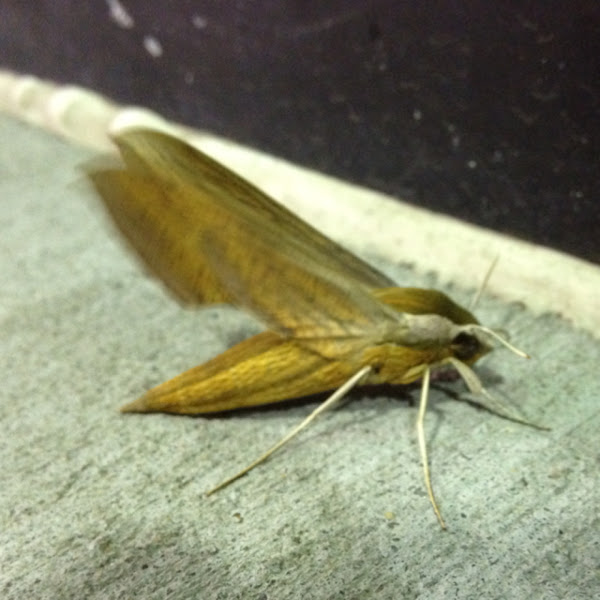 Tersa Sphinx Moth | Project Noah