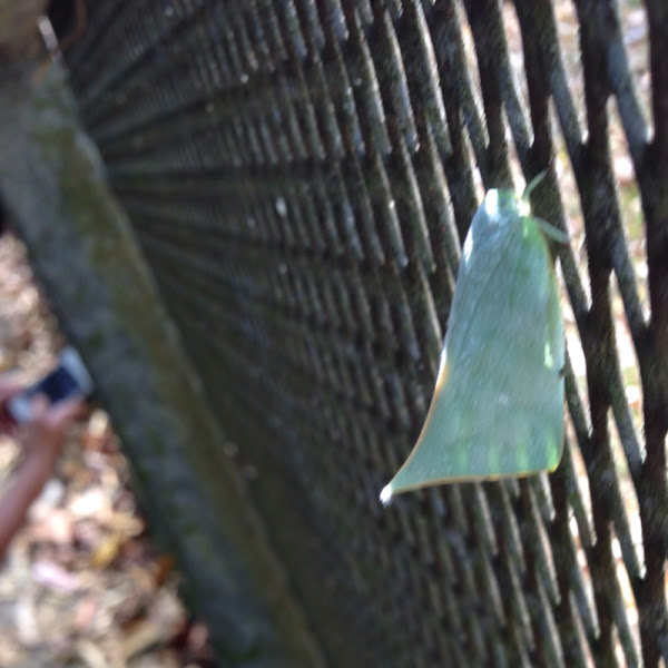 Flatid Plant Hopper | Project Noah