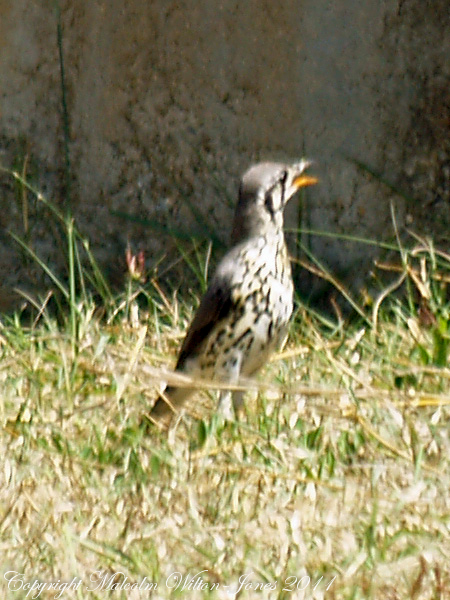 Groundscraper Thrush | Project Noah