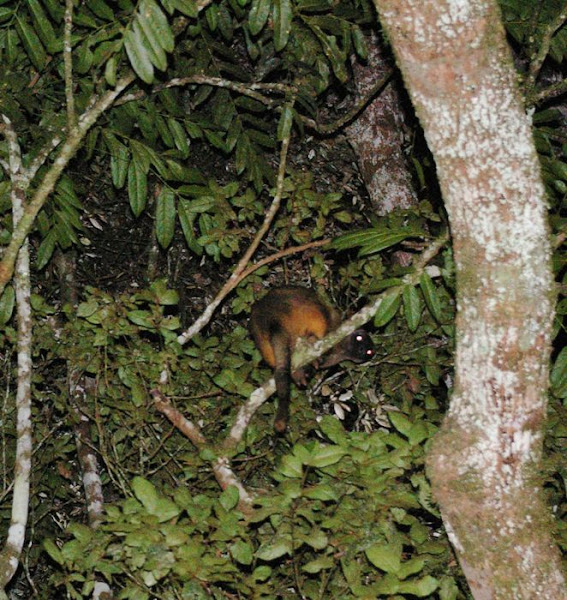 Lumholtz's tree-kangaroo | Project Noah