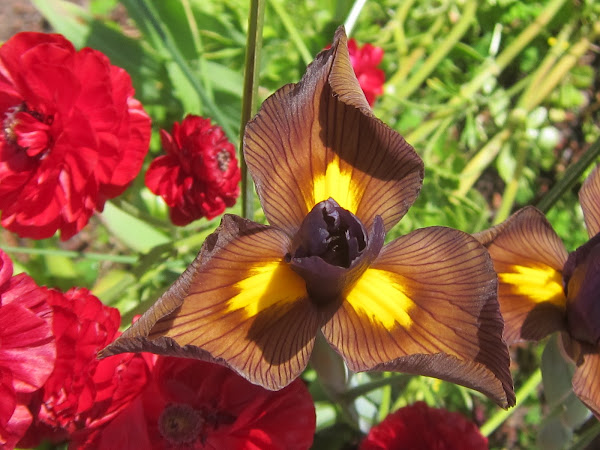 Irises | Project Noah