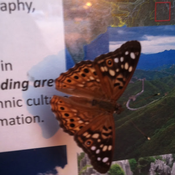 Hackberry butterfly | Project Noah