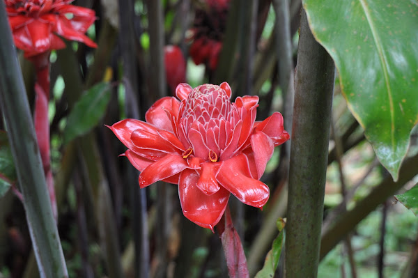 Torch Ginger | Project Noah