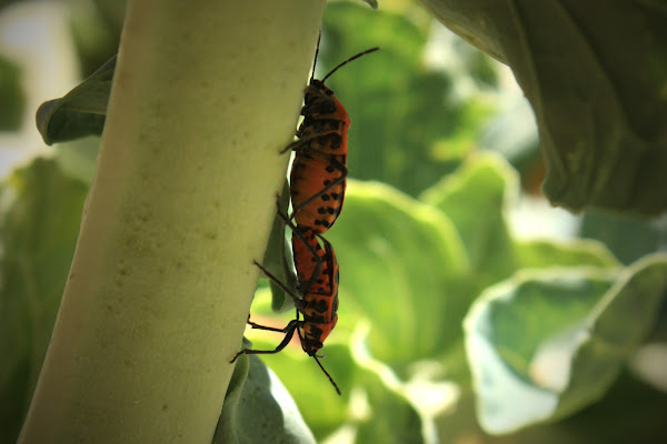 Ornate Shield Bug | Project Noah