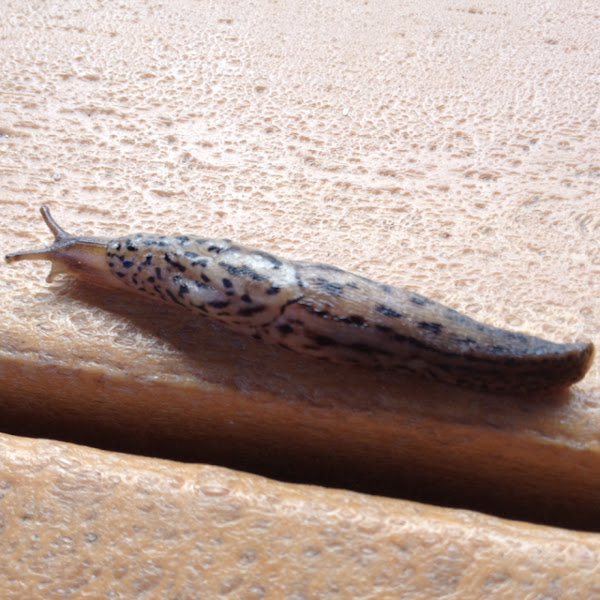 Leopard Slug | Project Noah