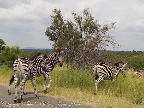 Burchell's Zebra | Project Noah