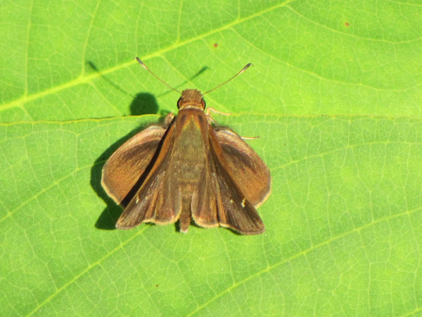 Clouded skipper butterfly-female | Project Noah