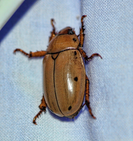 Grapevine Beetle | Project Noah