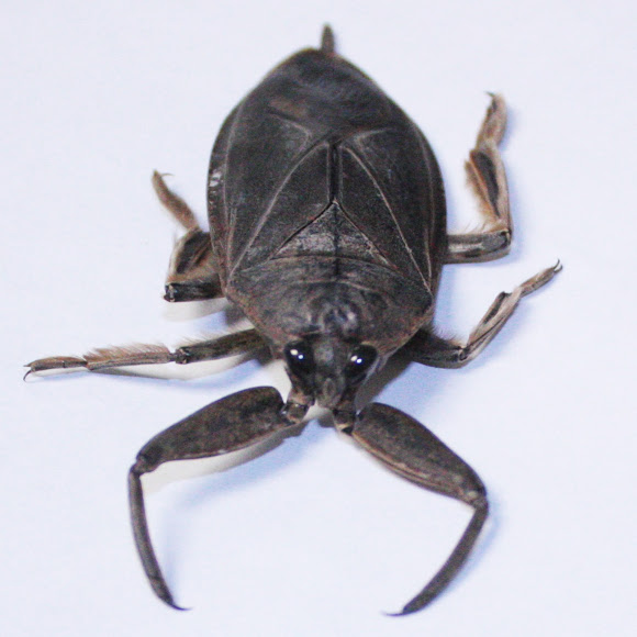 Water Bugs, ToeBiters, Alligator Ticks | Project Noah