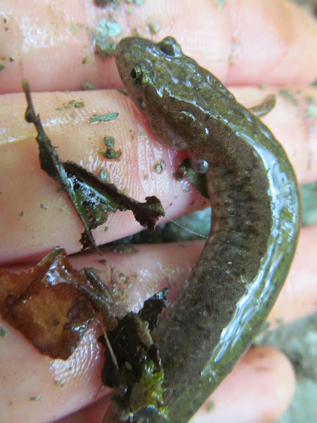 Mountain Dusky Salamander | Project Noah