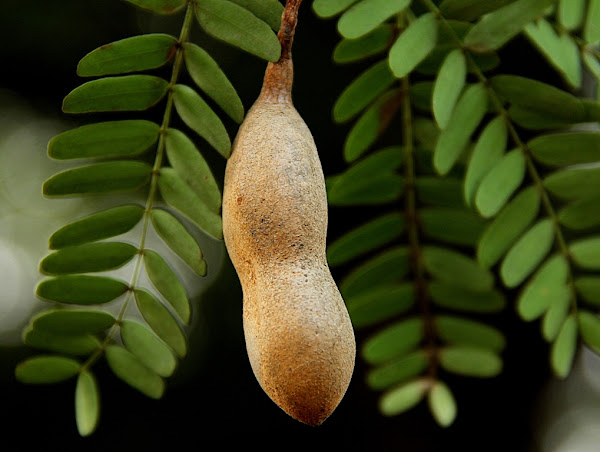 Tamarind | Project Noah