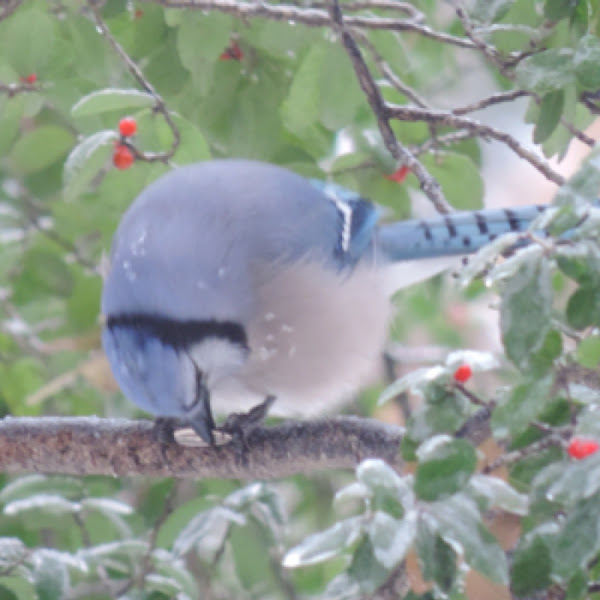 Blue Jay | Project Noah