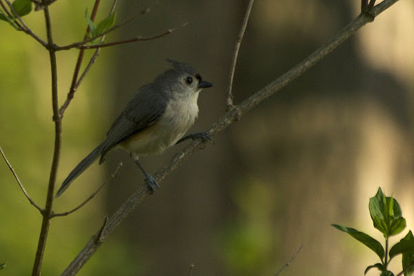 Tufted Titmouse | Project Noah