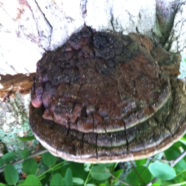 Cracked-cap Polypore | Project Noah