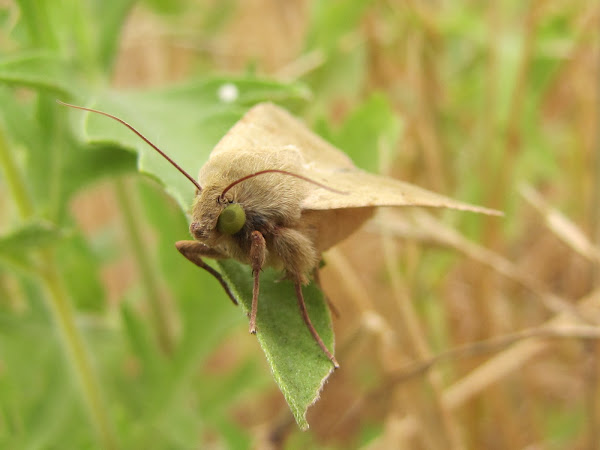 Corn Earworm | Project Noah