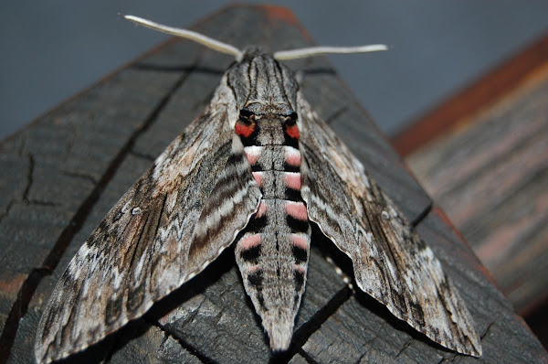 Convolvulus Hawk-moth (male) | Project Noah