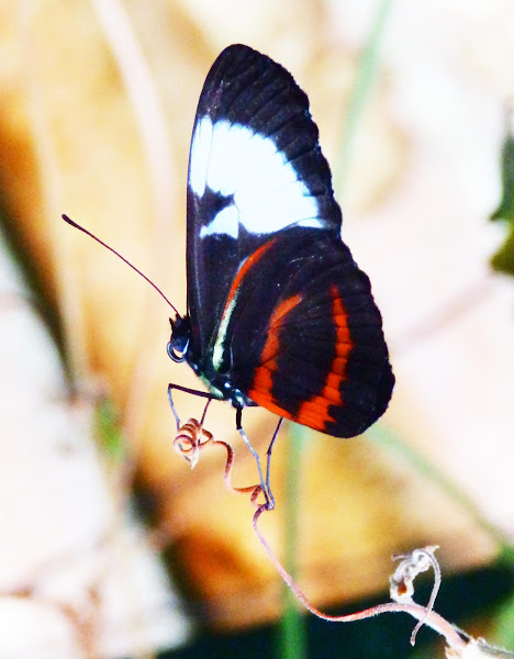Cydno Longwing | Project Noah