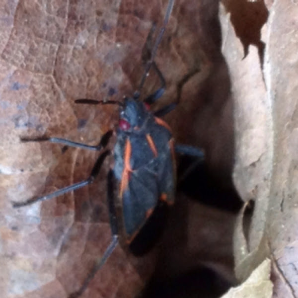 Eastern Boxelder Bug | Project Noah