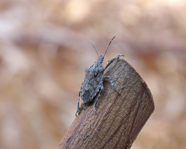 Rough Stink Bug | Project Noah