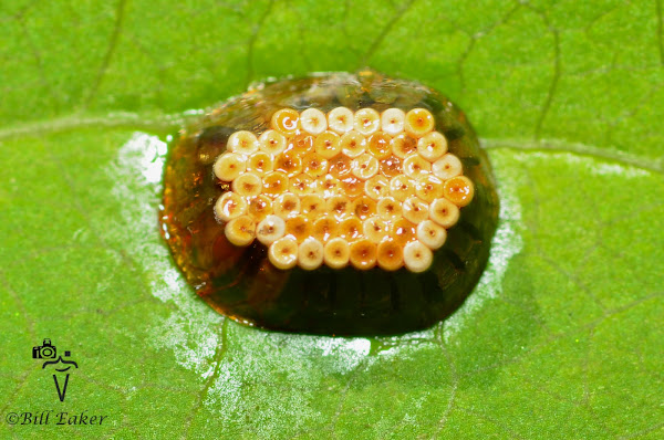 Assassin Bug Egg Mass | Project Noah