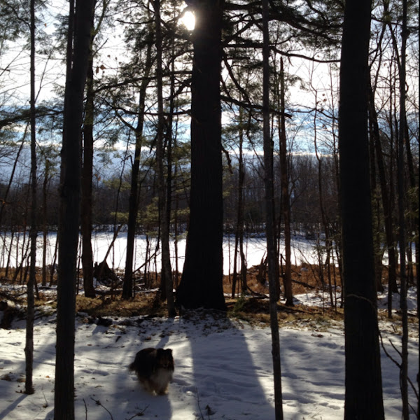 Canadian Hemlock | Project Noah
