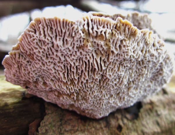 Blushing Bracket | Project Noah